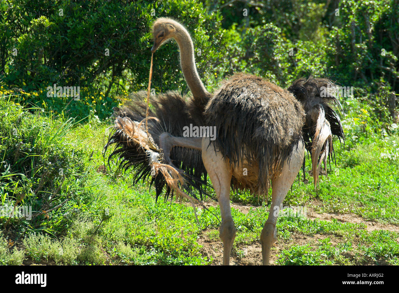 Struthio camelus common ostrich Stock Photo - Alamy