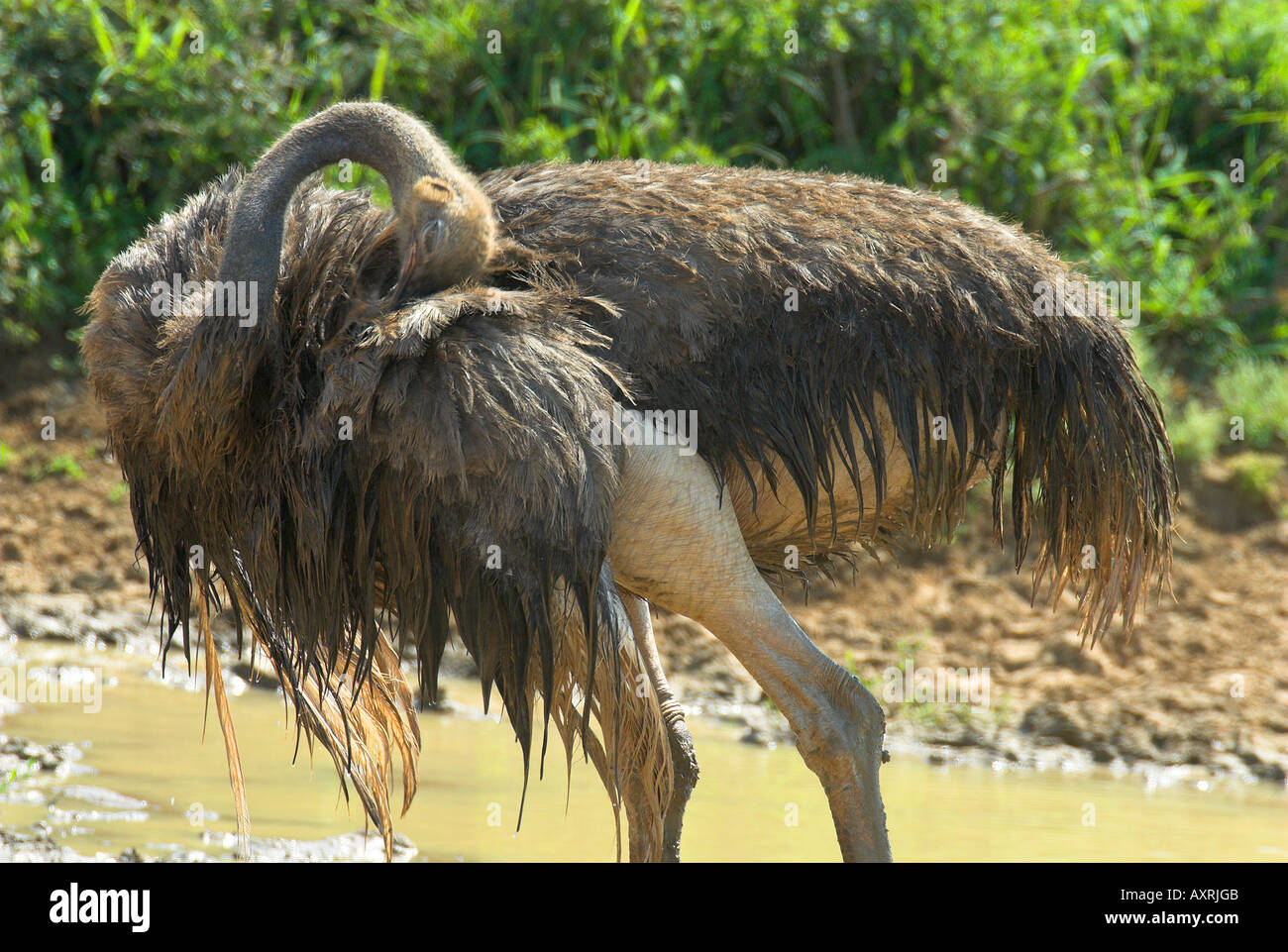 Ostrich cleaning hi-res stock photography and images - Alamy
