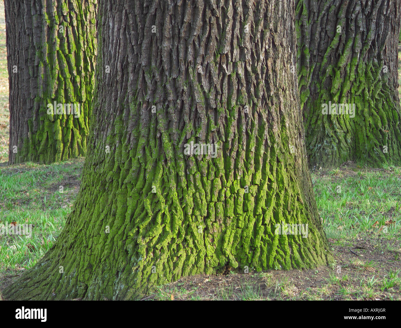 Old oak tree trunks Quercus robur Stock Photo - Alamy