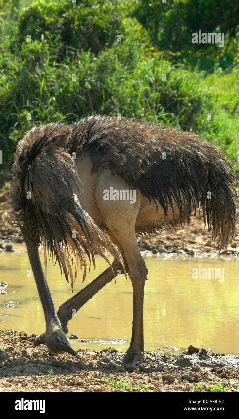 Struthio camelus common ostrich Stock Photo - Alamy