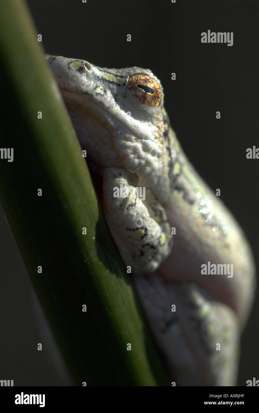 Reed Dweller High Resolution Stock Photography and Images - Alamy