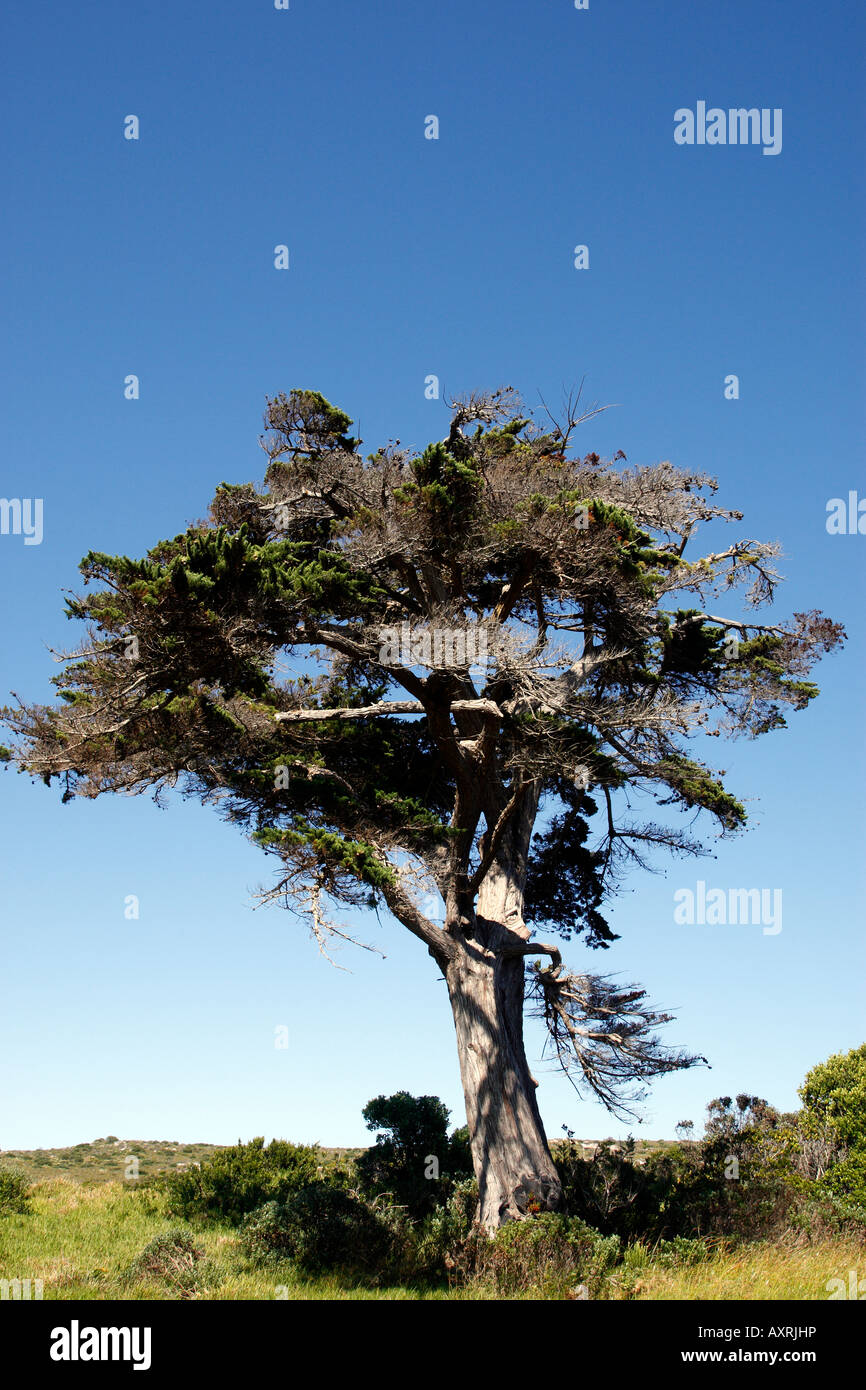 african tree within the table mountain national park near the cape of ...