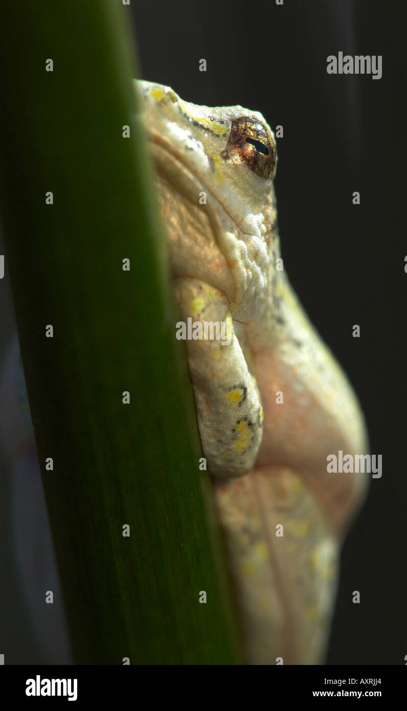 Painted reed frog Hyperolius marmoratus Stock Photo - Alamy
