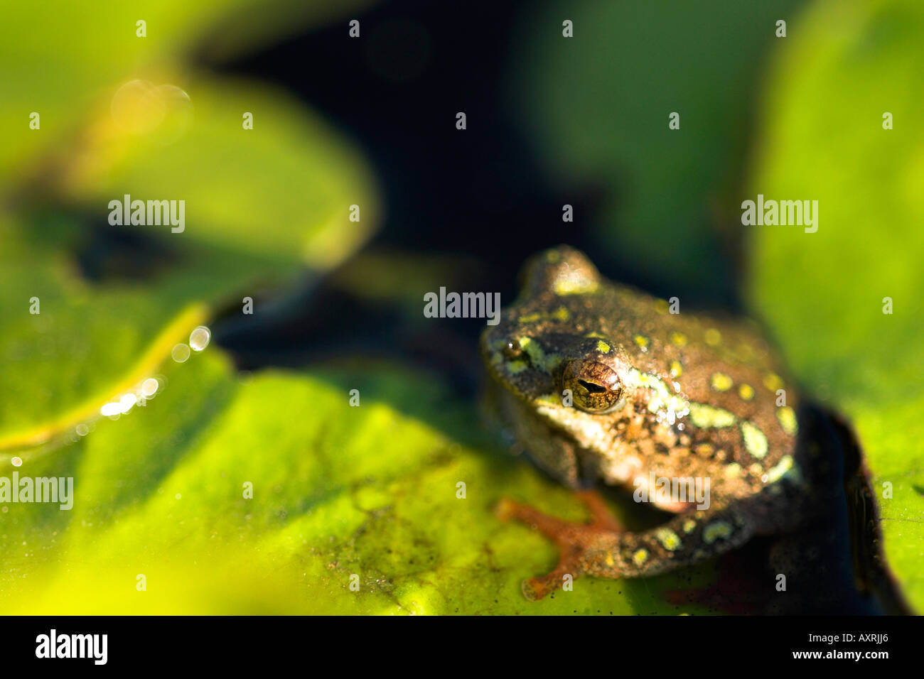 Reed Dweller High Resolution Stock Photography and Images - Alamy