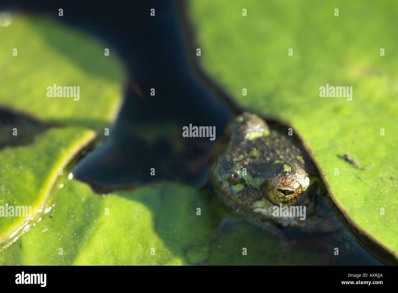 Painted reed frog Hyperolius marmoratus Stock Photo - Alamy
