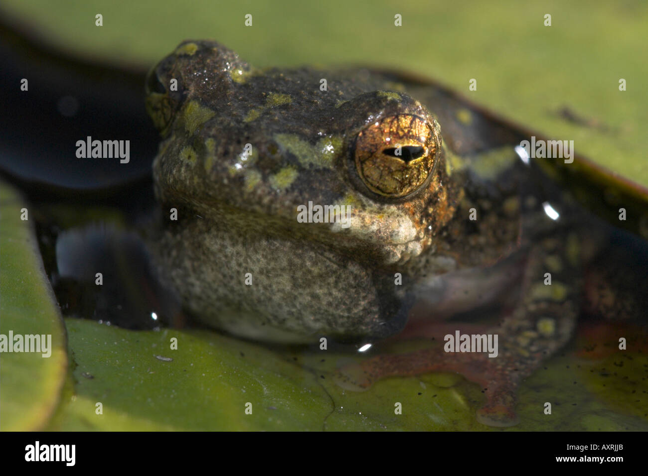 Painted reed frog Hyperolius marmoratus Stock Photo - Alamy