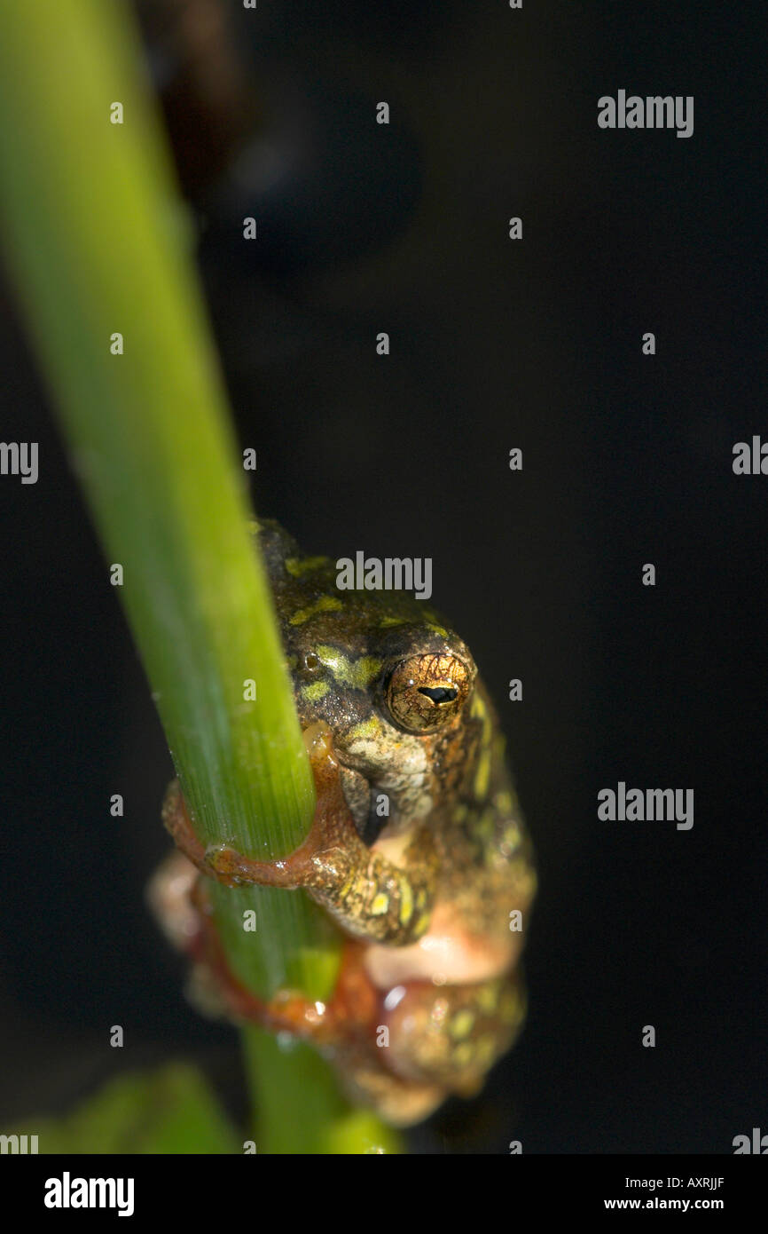 Painted reed frog Hyperolius marmoratus Stock Photo - Alamy