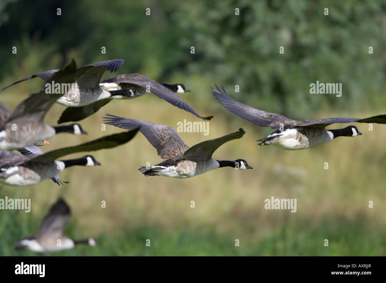 Canada Goose Branta canadensis in flight Stock Photo - Alamy