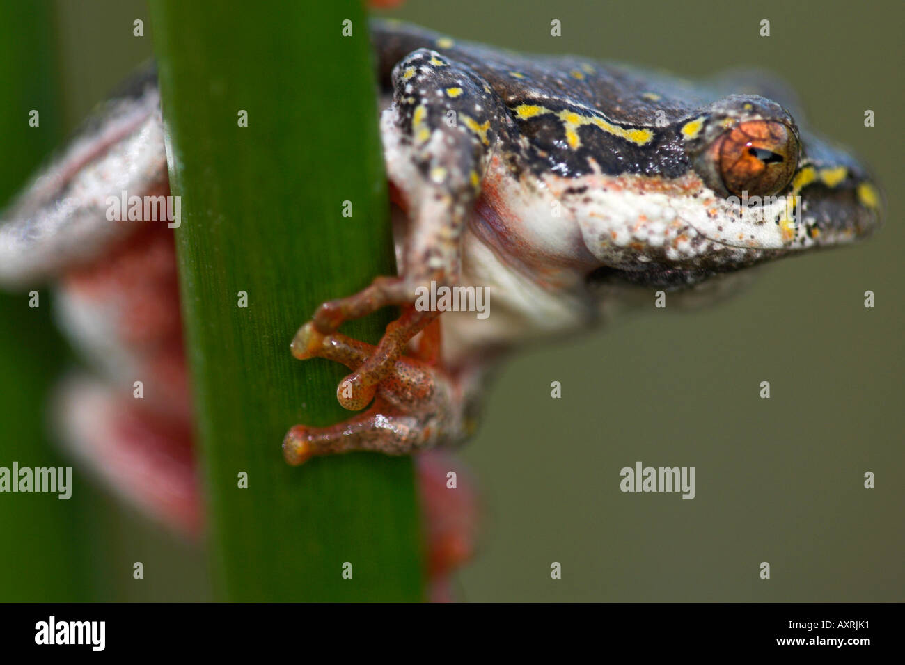 Reed Dweller High Resolution Stock Photography and Images - Alamy