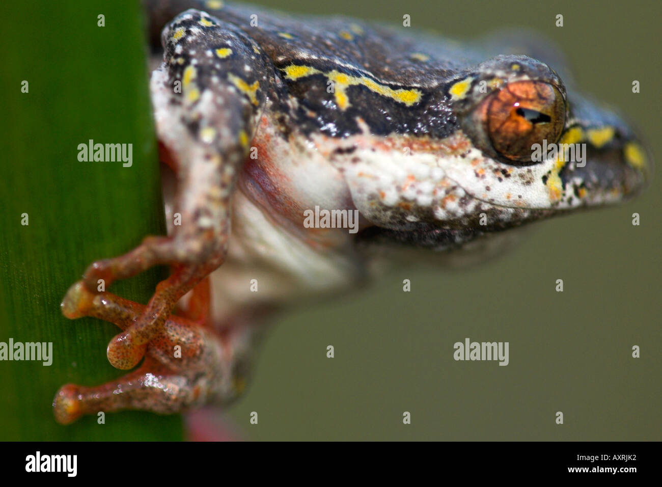 Painted reed frog Hyperolius marmoratus Stock Photo - Alamy