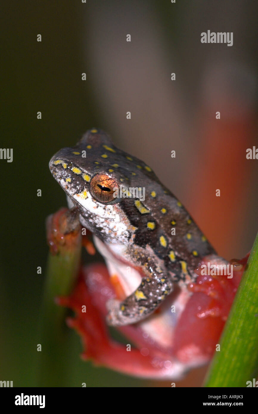 Painted reed frog Hyperolius marmoratus Stock Photo - Alamy
