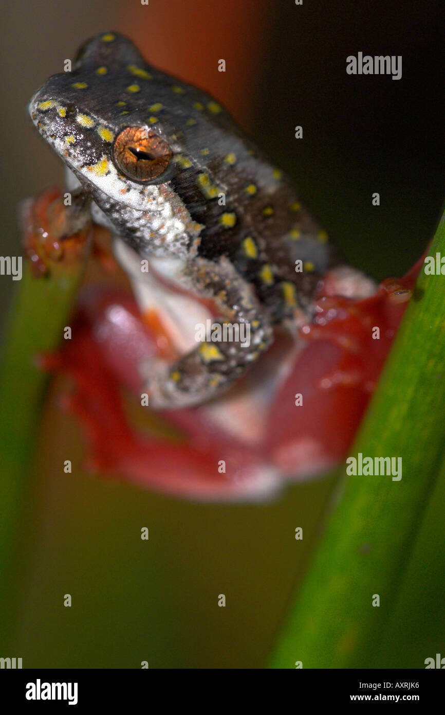 Painted reed frog Hyperolius marmoratus Stock Photo - Alamy
