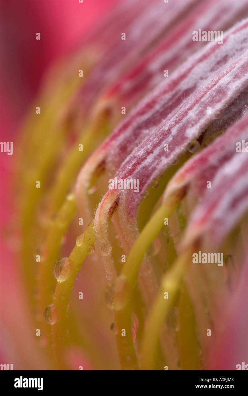 Queen Protea Protea magnifica Stock Photo - Alamy