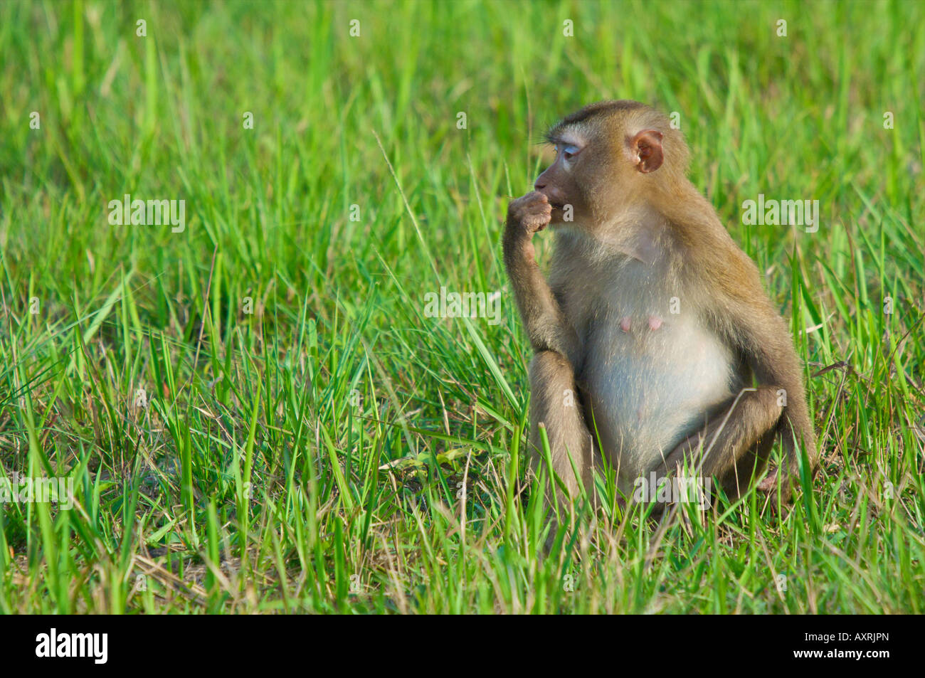 Pigtail macaque monkey hi-res stock photography and images - Alamy