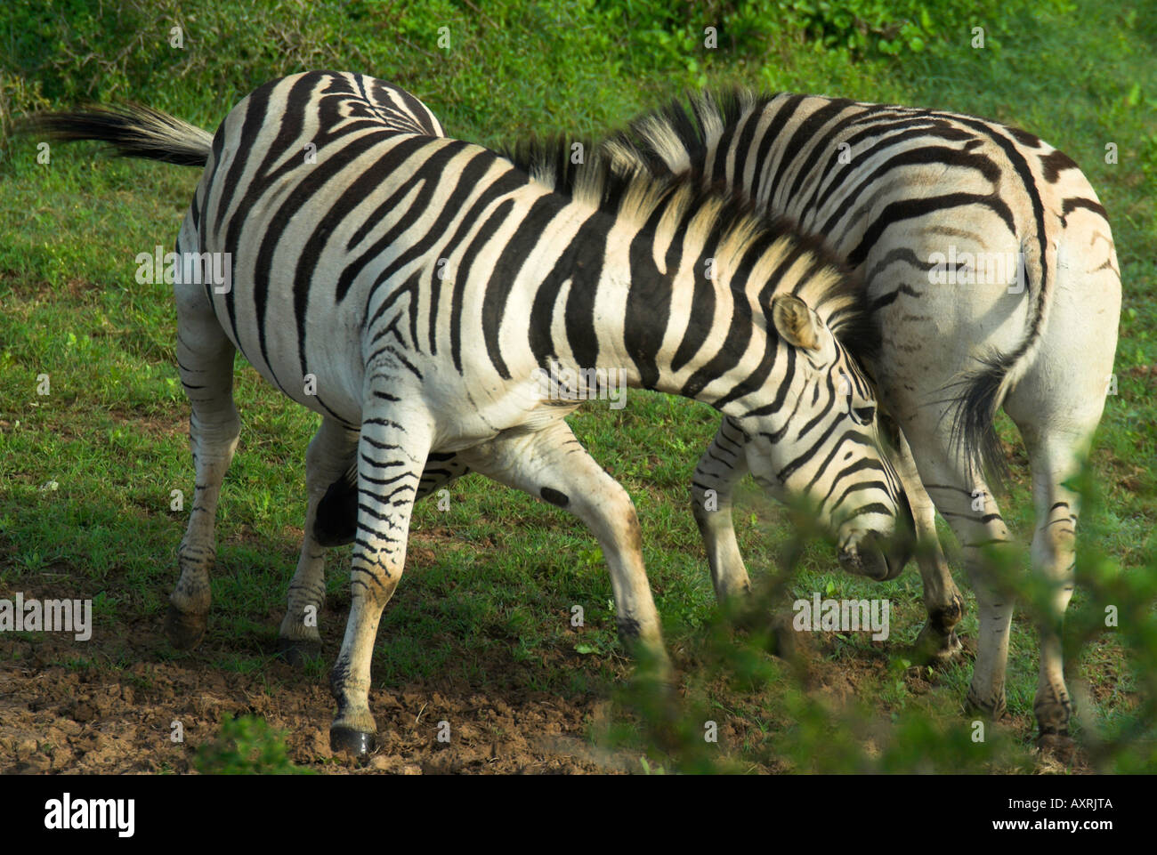 Burchells Zebra Equus burchelli Stock Photo - Alamy