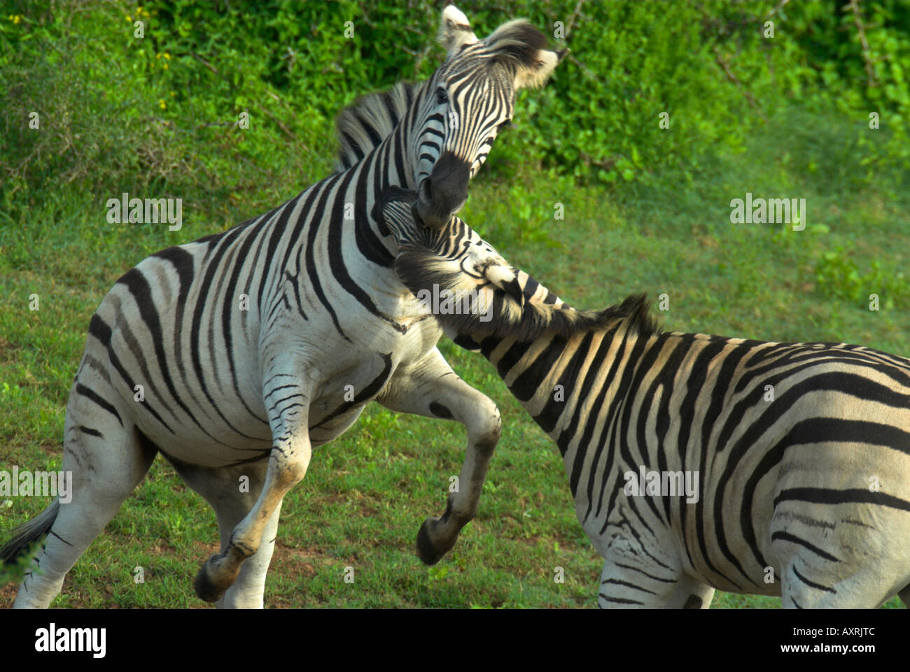 Burchells Zebra Equus burchelli Stock Photo - Alamy
