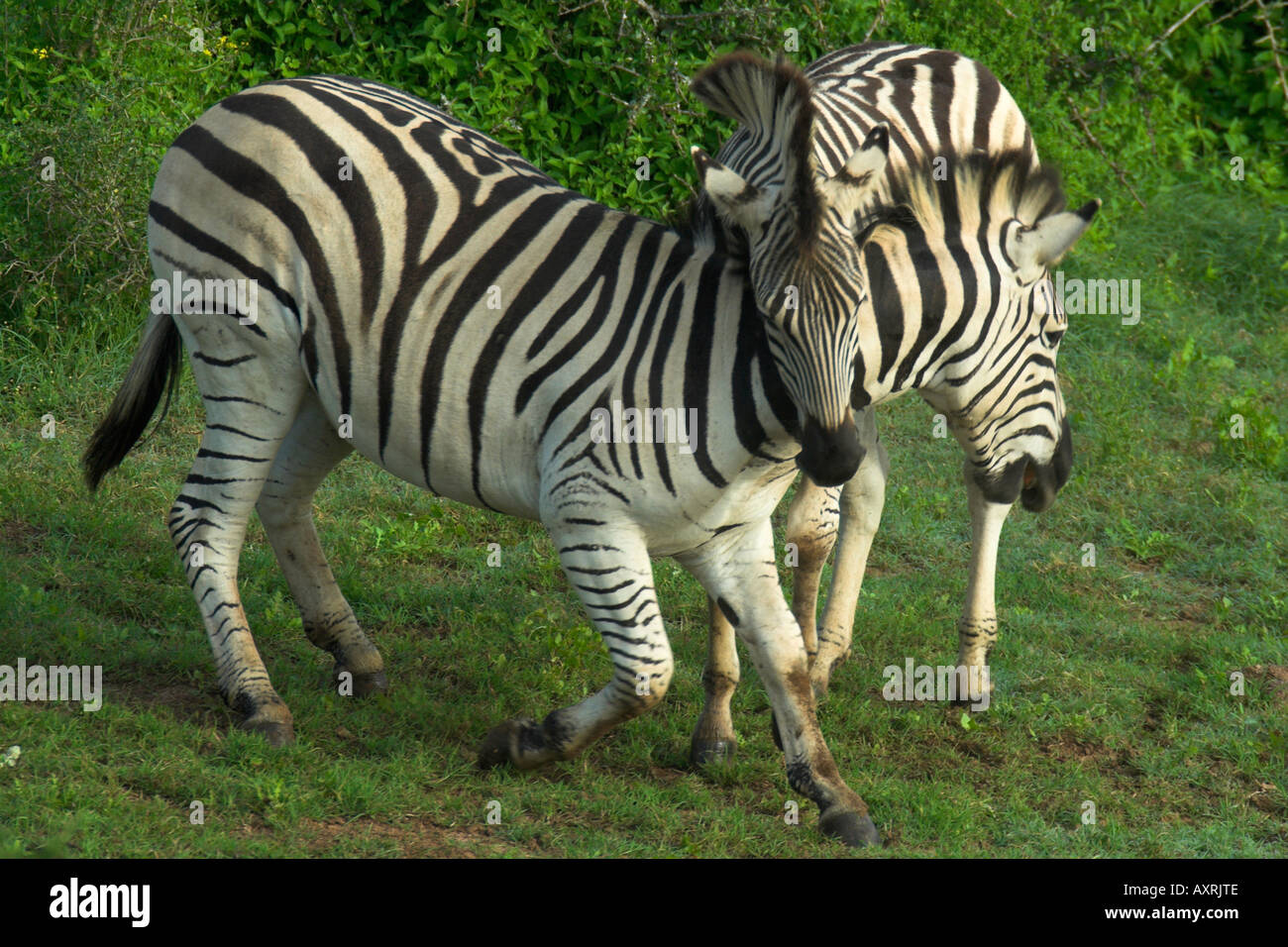 Burchells Zebra Equus burchelli Stock Photo - Alamy