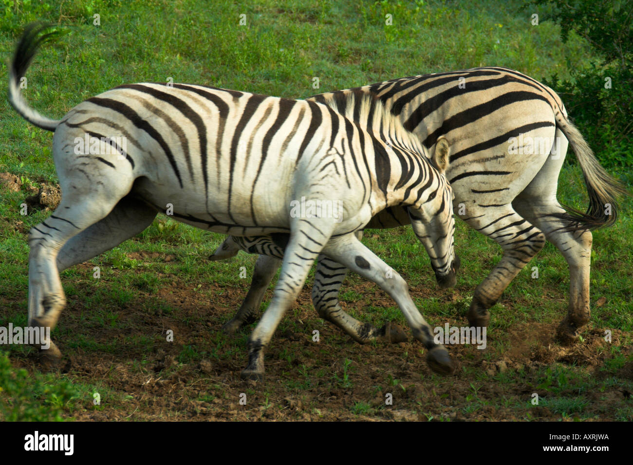 Burchells Zebra Equus burchelli Stock Photo - Alamy
