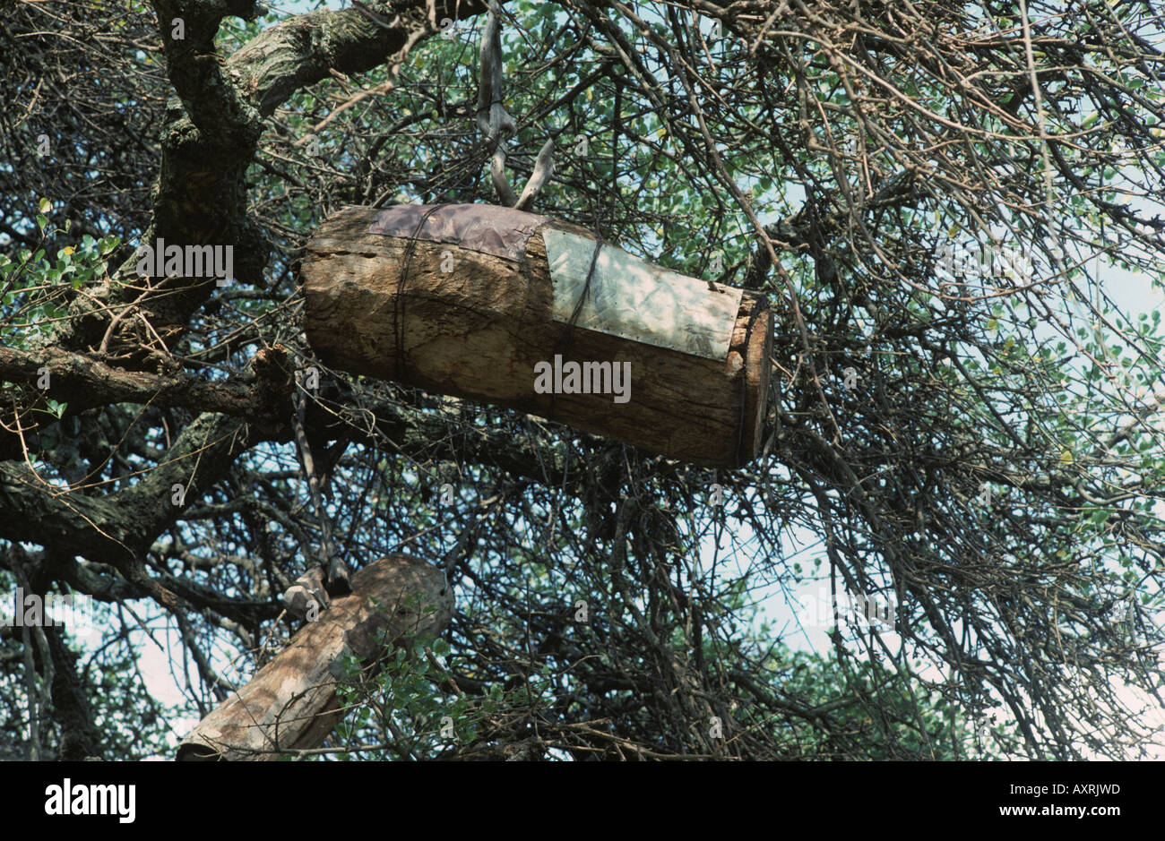 African beehives for honey bees in the branches of a baobab tree Stock ...