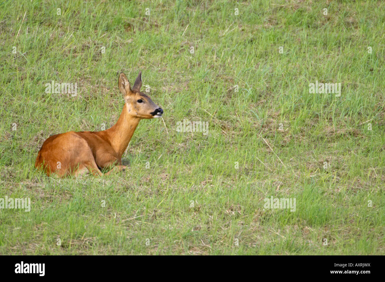 Roe deer Capreolus capreolus female laying down Stock Photo - Alamy