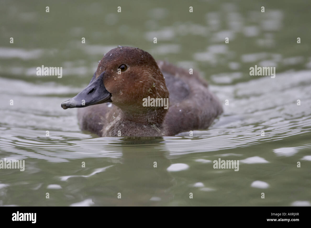 Ruddy duck uk female hi-res stock photography and images - Alamy