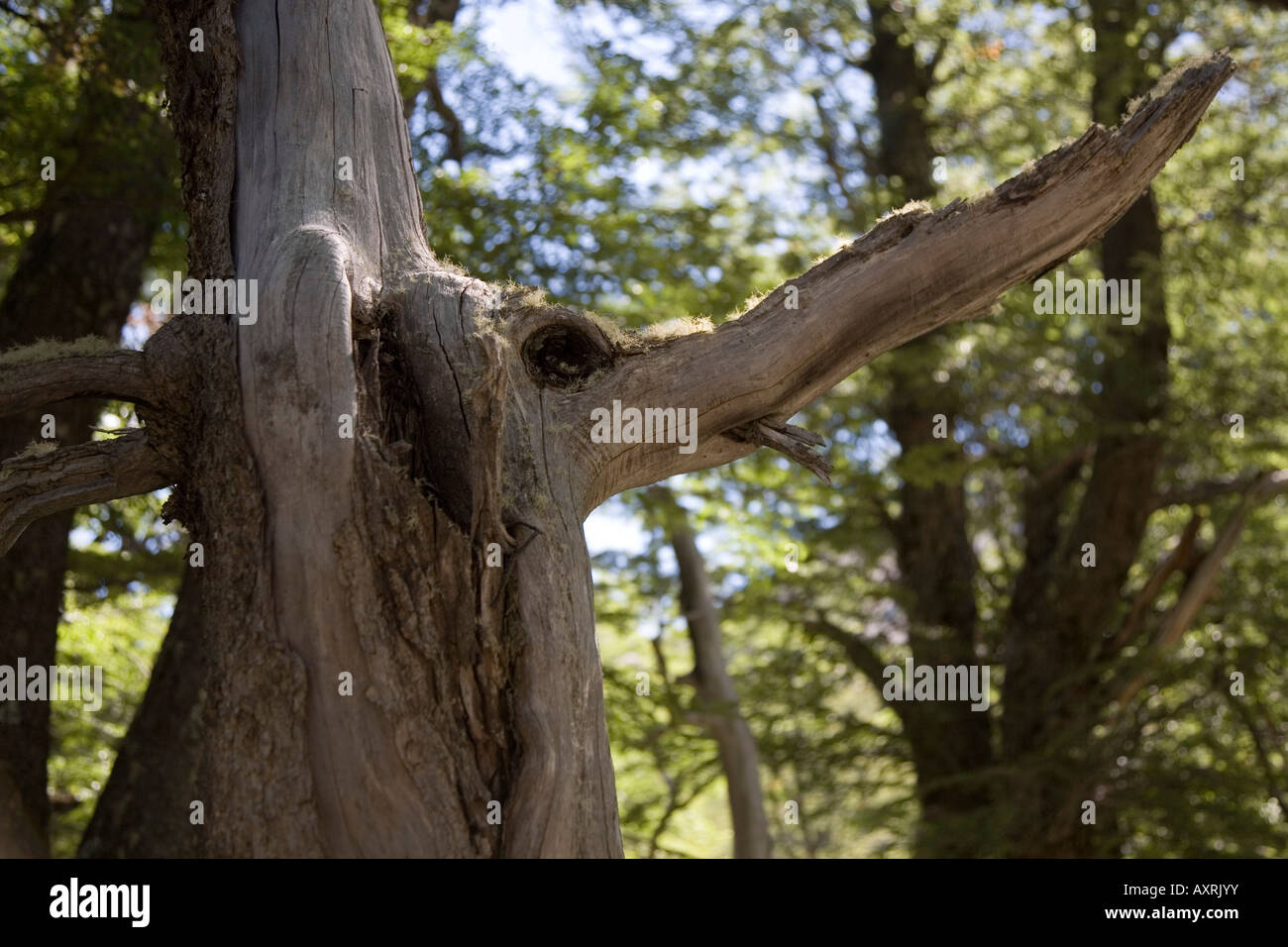 Tree branch in the forest of Patagonia Stock Photo - Alamy