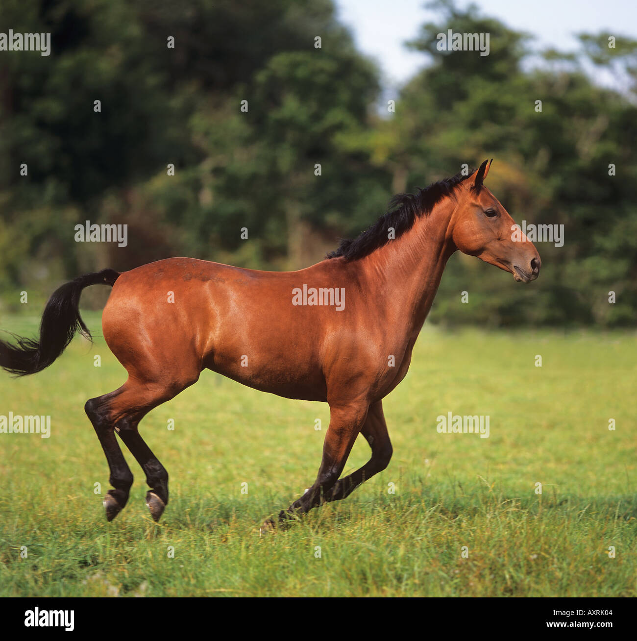Endotherm hi-res stock photography and images - Alamy