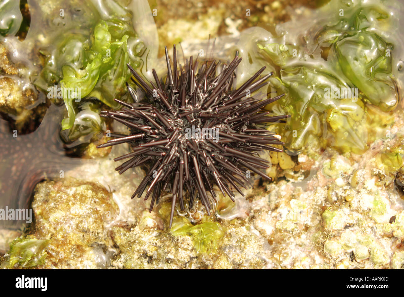 Class Echinoidea Fossils
