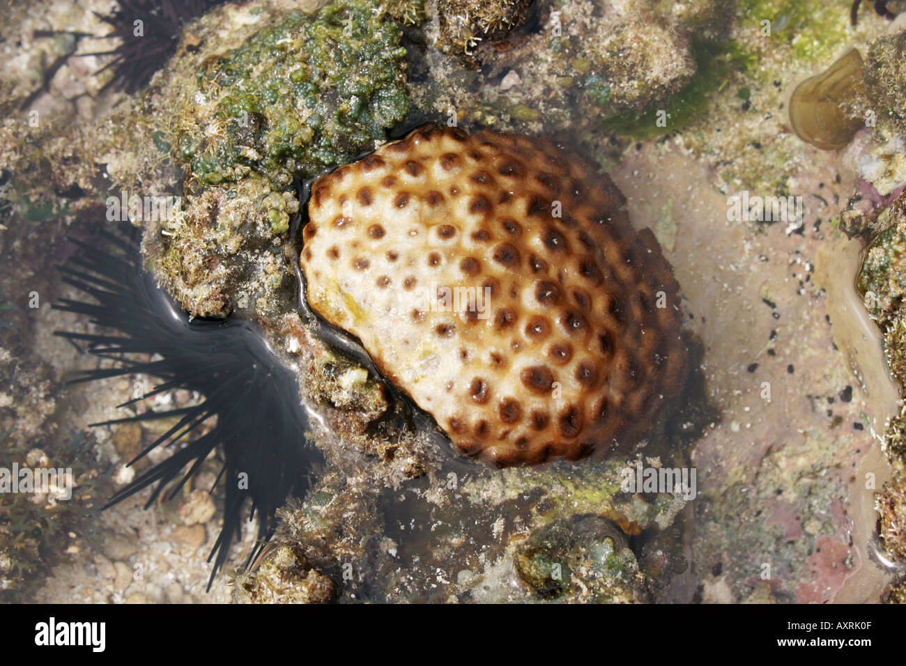 soft coral sea urchin left Alcyoniidae Echinidae Stock Photo - Alamy