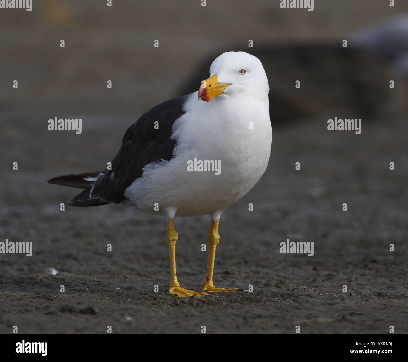 waterbird standing in the water at the beach Stock Photo - Alamy