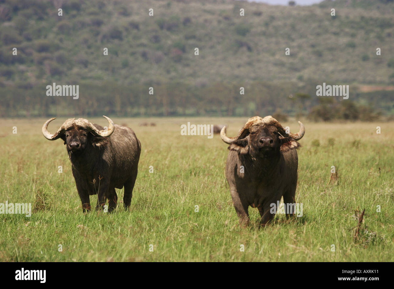 Two bulls and two hi-res stock photography and images - Alamy