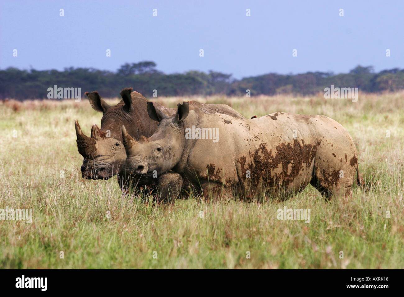 square lipped rhinoceros male left female right Ceratotherium simum ...