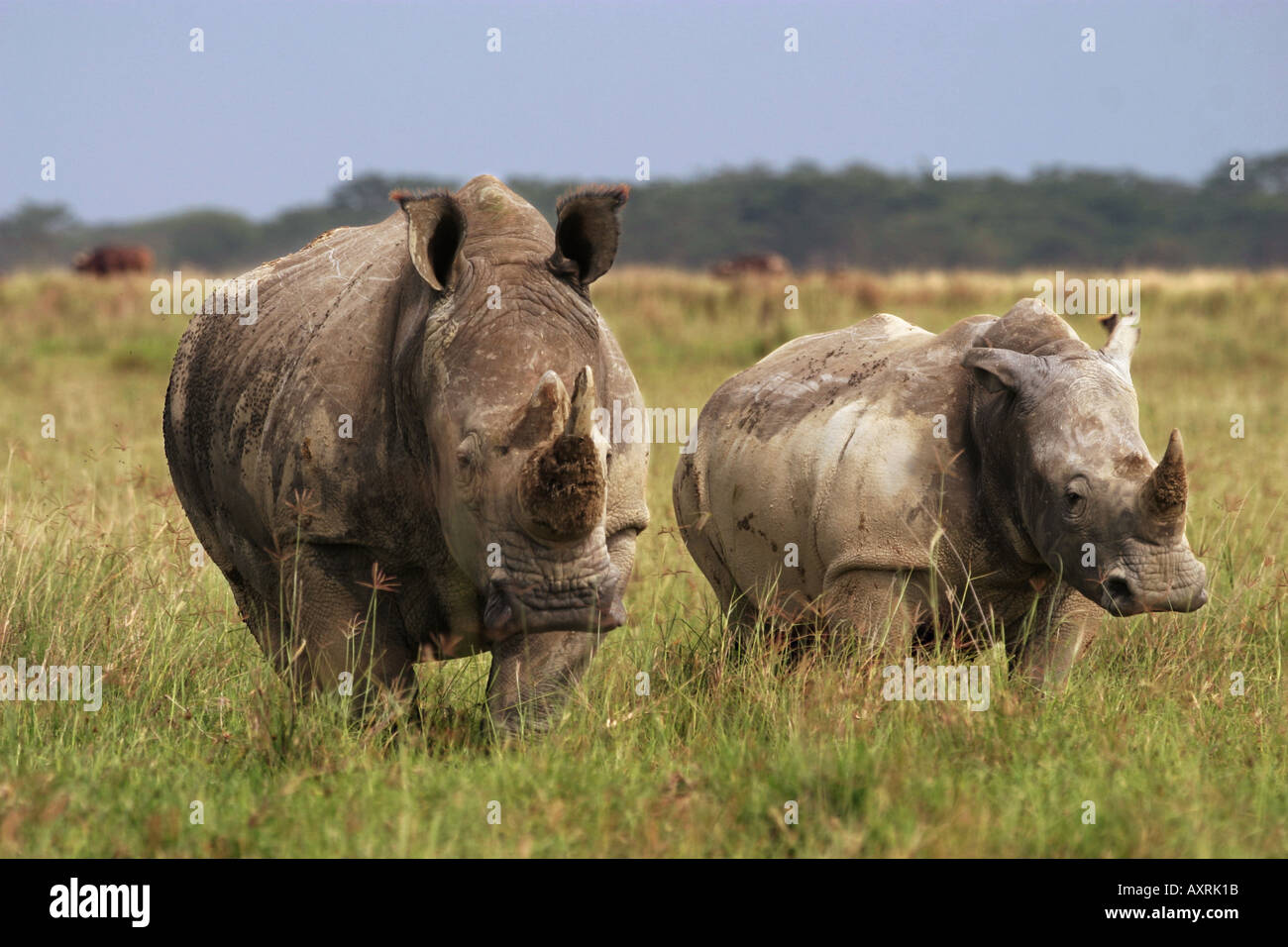 Male rhinoceros and female rhinoceros hi-res stock photography and ...
