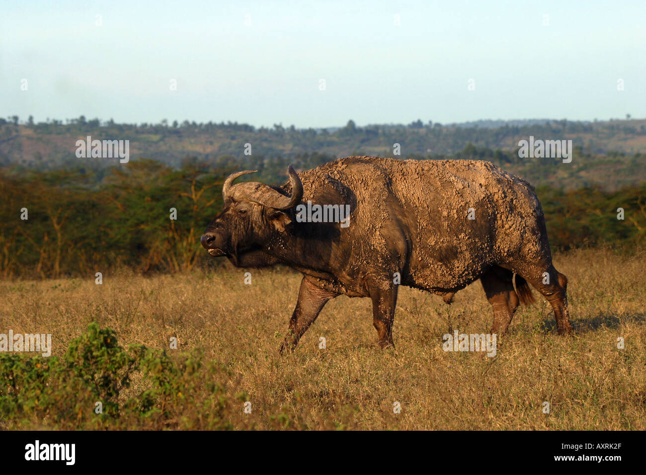 Bull cape buffalos hi-res stock photography and images - Alamy