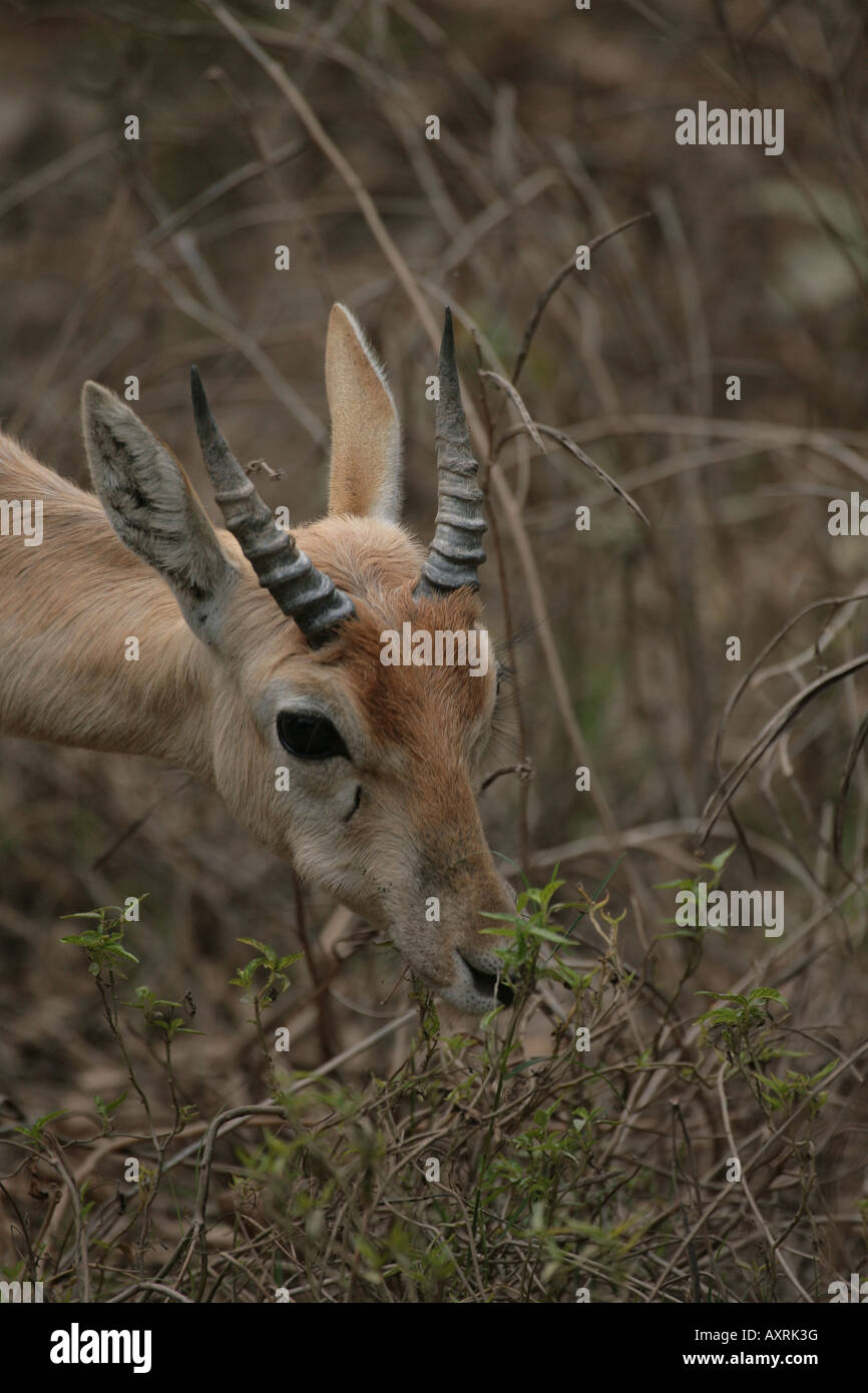 Indian antelope Chinkara Gazella gazella Stock Photo - Alamy