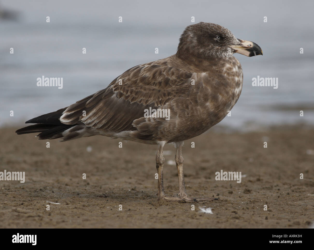 waterbird standing in the water at the beach Stock Photo - Alamy