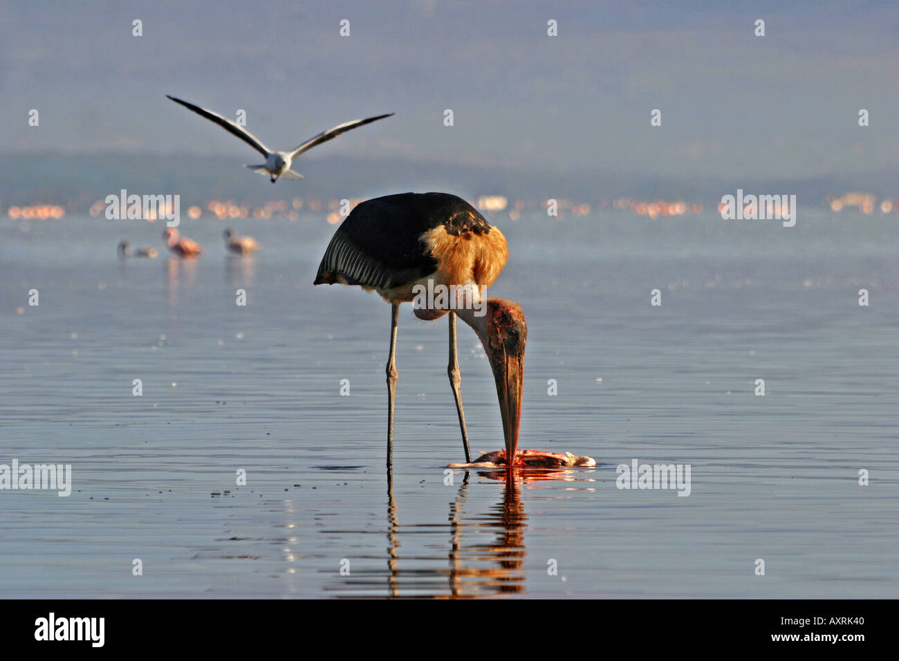 Dead flamingo hi-res stock photography and images - Alamy