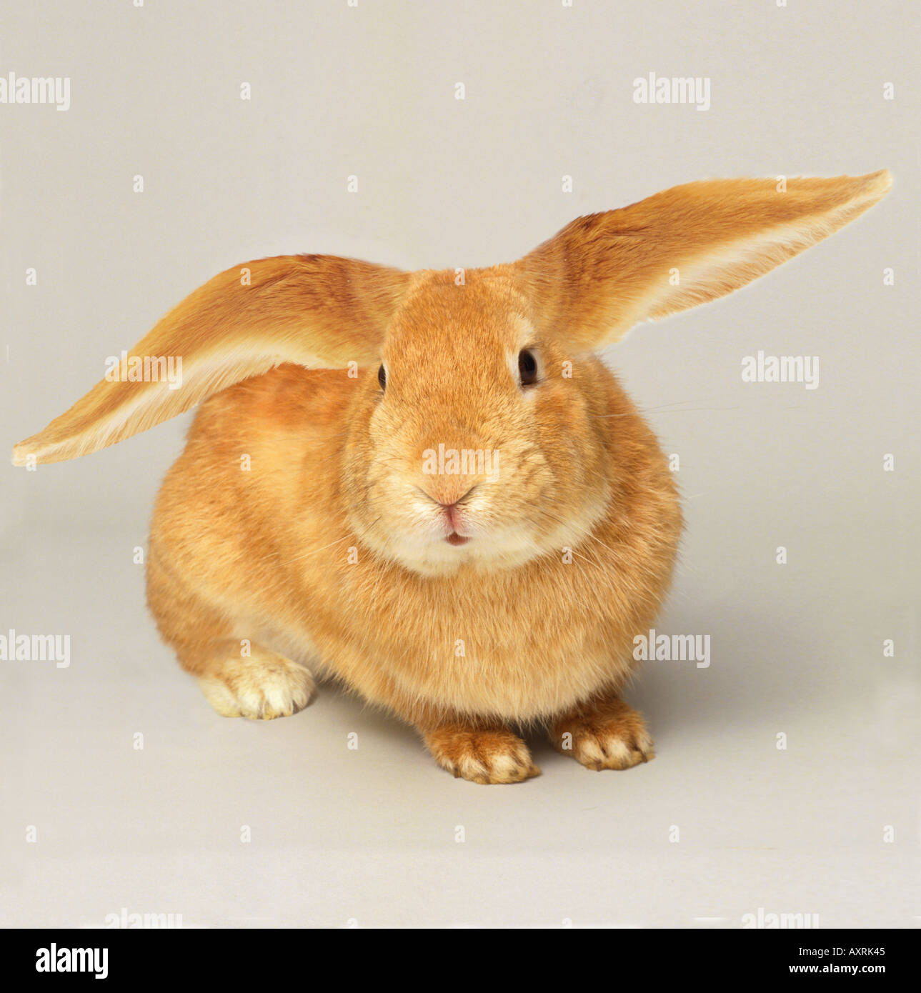 red rabbit with long ears Stock Photo - Alamy
