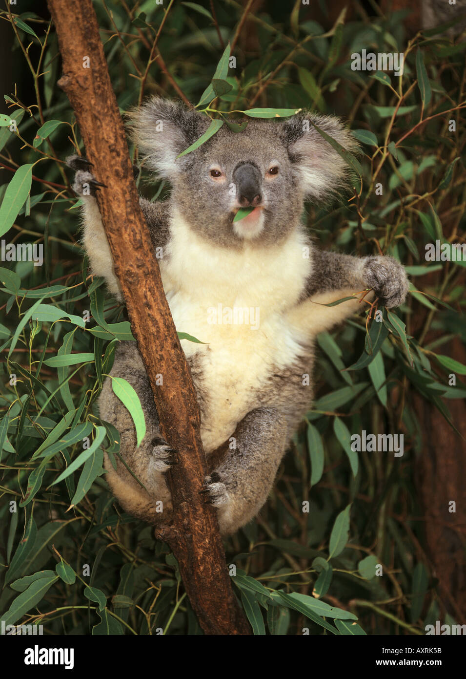 Koala diet hi-res stock photography and images - Alamy