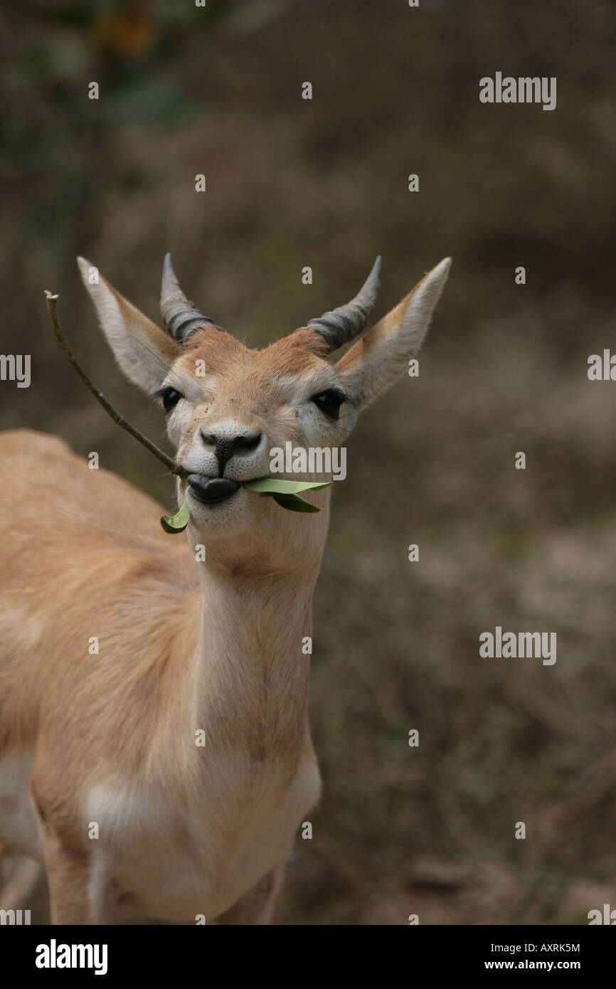 Indian antelope Chinkara Gazella gazella Stock Photo - Alamy