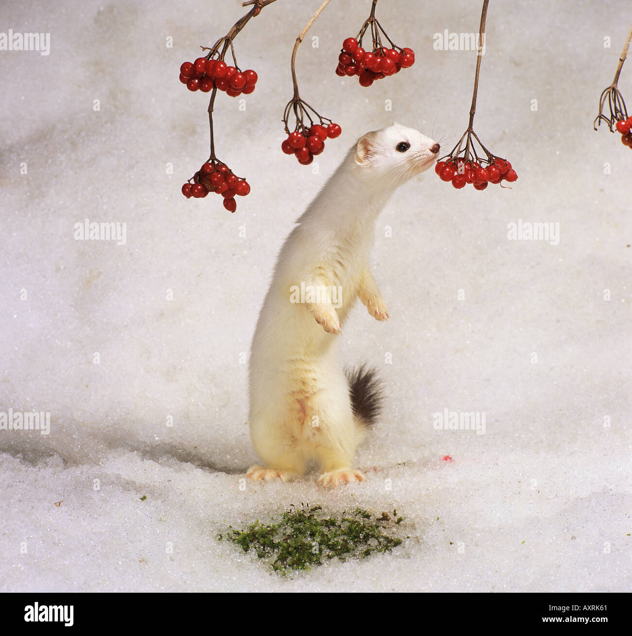 Ermine, Stoat (Mustela erminea) sitting on its haunches in snow while ...