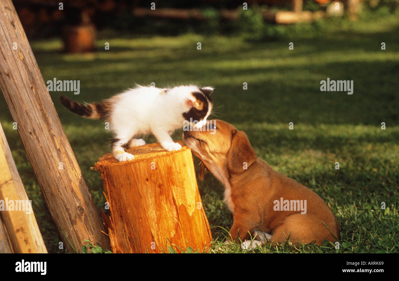 Cat And Dog Sniffing High Resolution Stock Photography and Images - Alamy