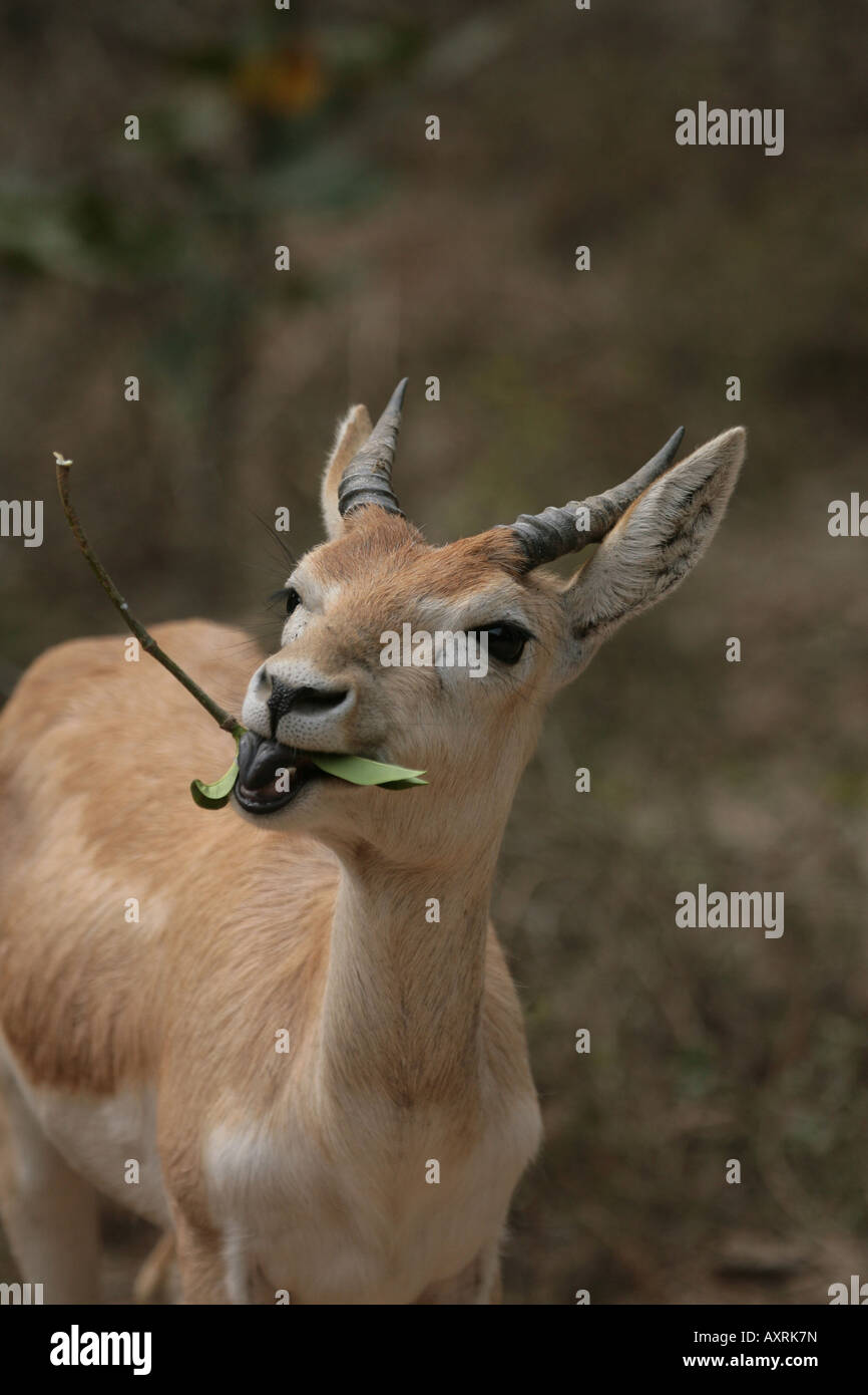 Indian antelope Chinkara Gazella gazella Stock Photo - Alamy