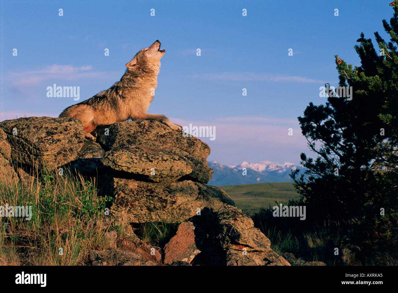 Howling wolf hi-res stock photography and images - Alamy