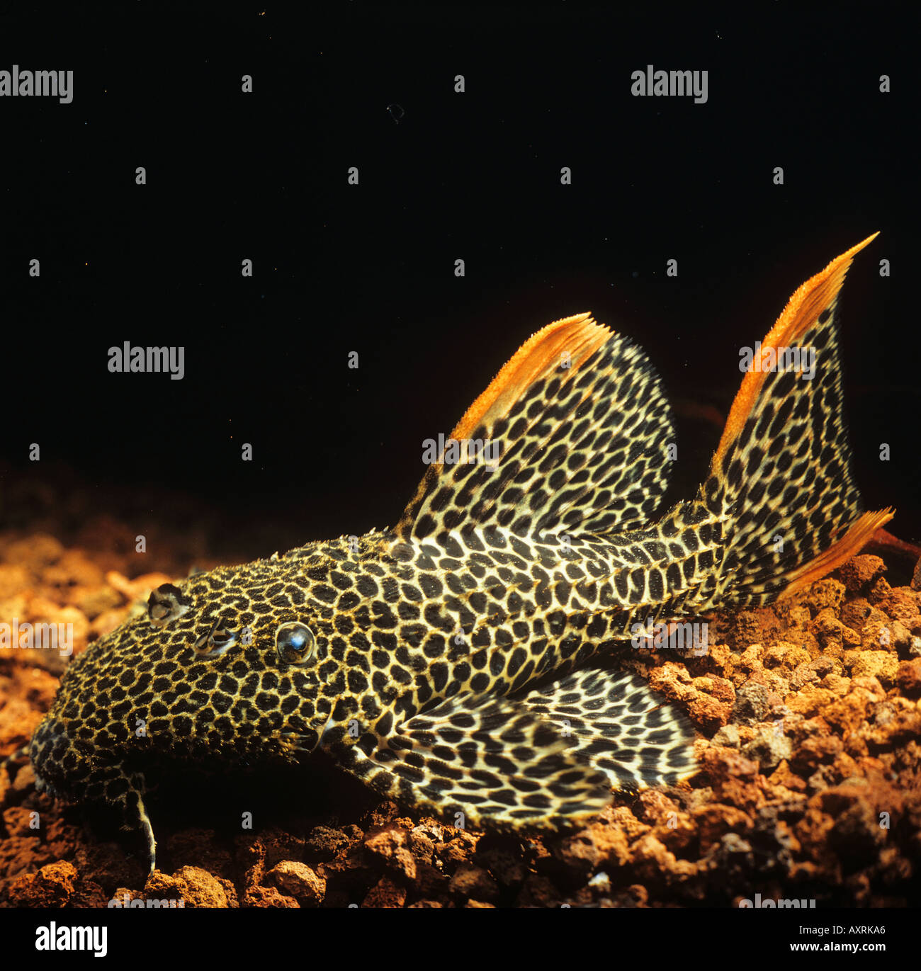 Leopard Pleco (Pseudacanthicus leopardus) in an aquarium Stock Photo ...