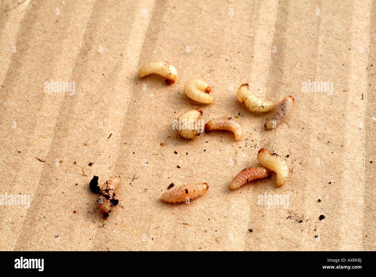 HEALTHY VINE WEEVIL LARVAE OTIORHYNCHUS SULCATUS ARE CREAM COLOURED ...