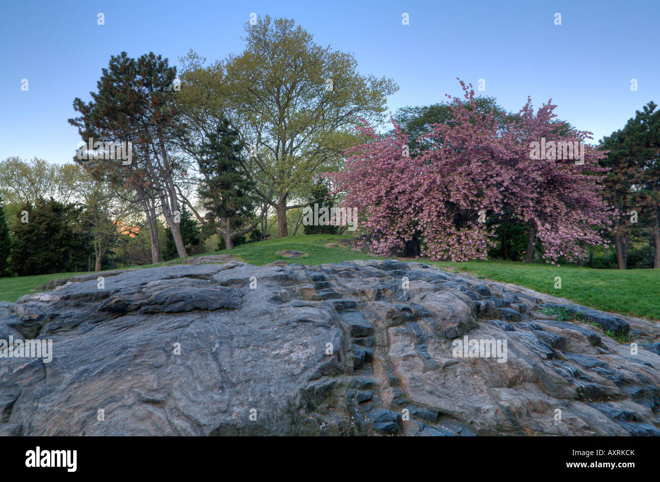 Spring in Central Park Stock Photo - Alamy