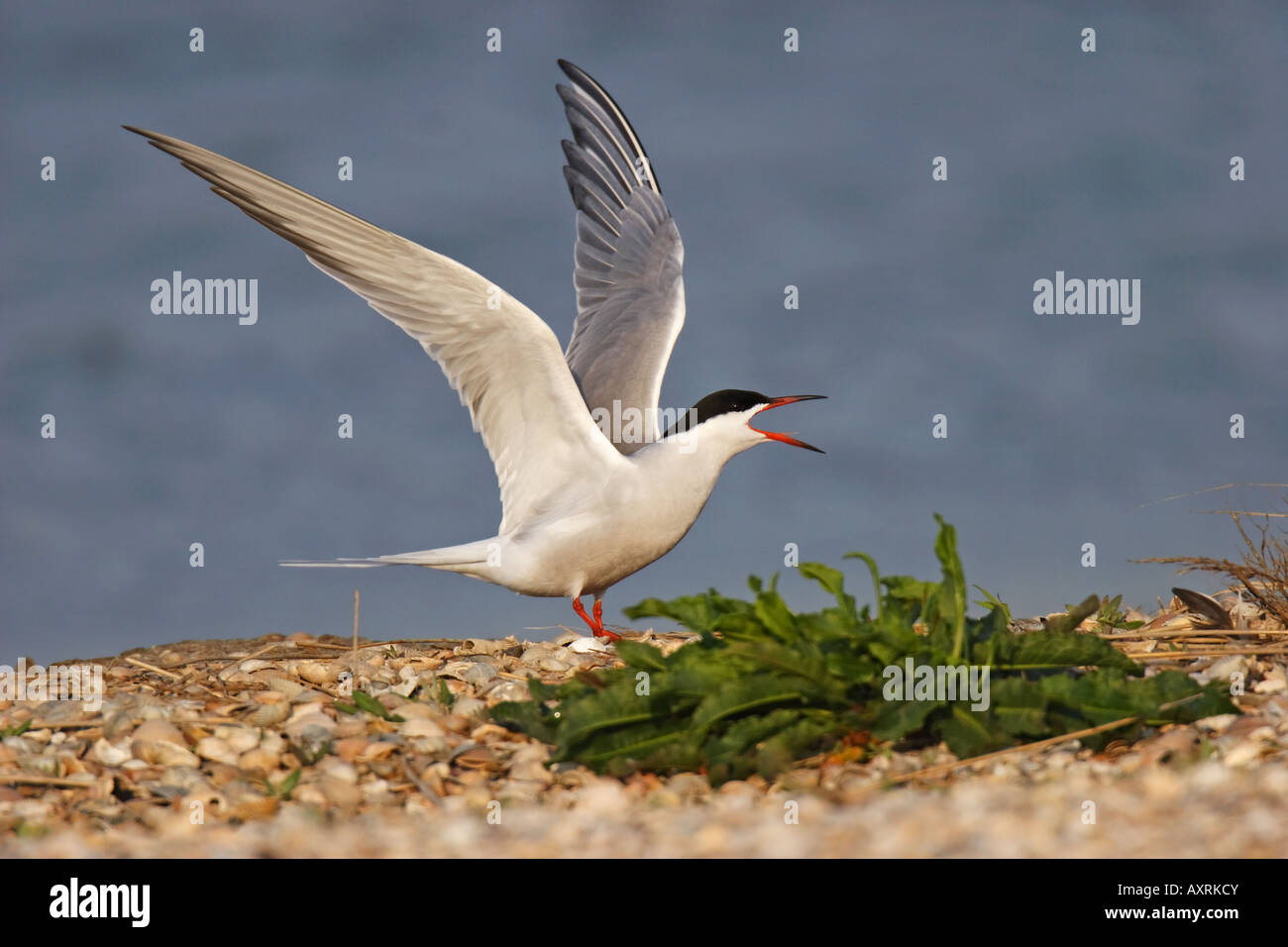 Flußseeschwalbe (sterna hirundo) common tern Stock Photo - Alamy