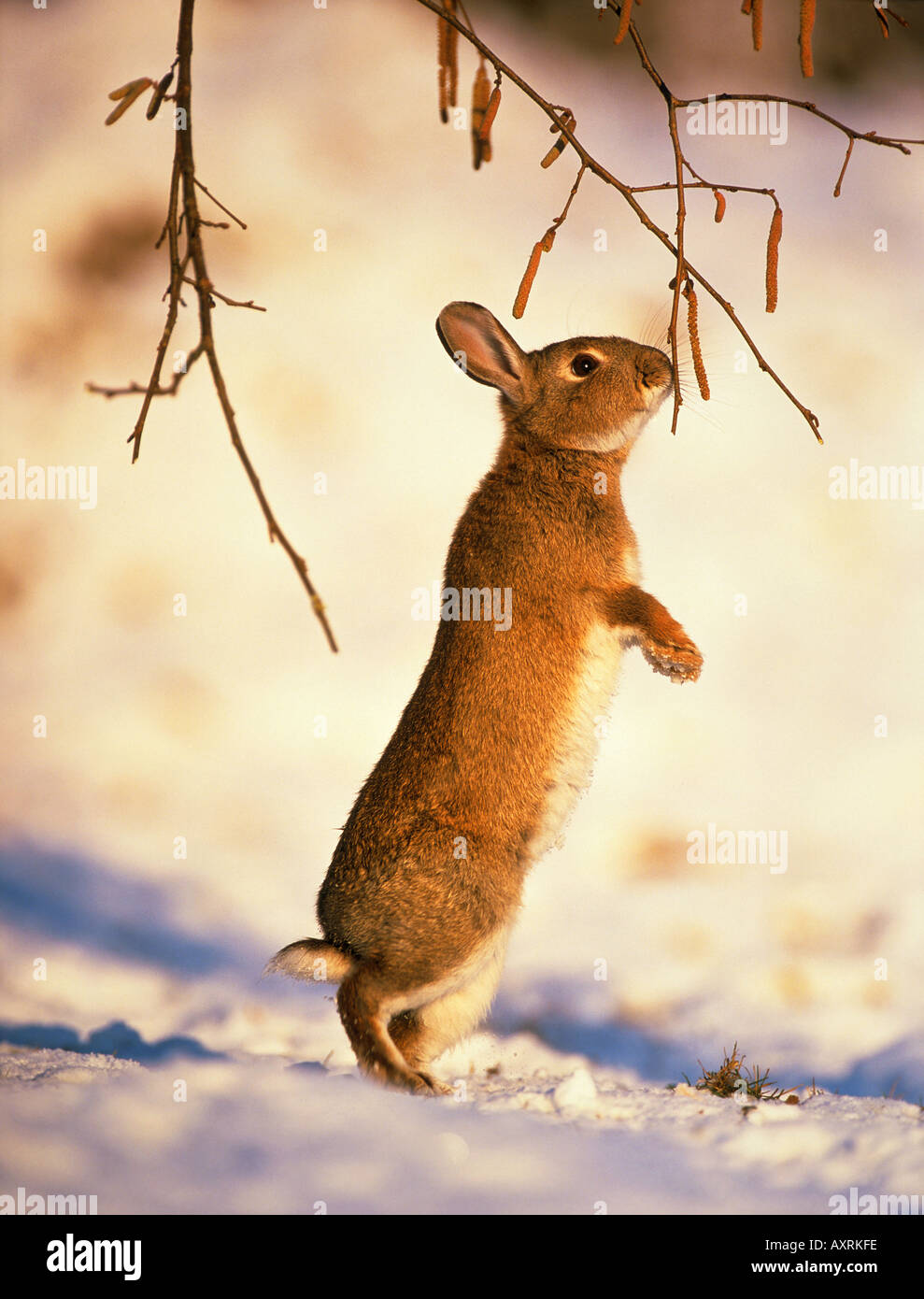 Old World rabbit in snow / oryctolagus cuniculus Stock Photo - Alamy