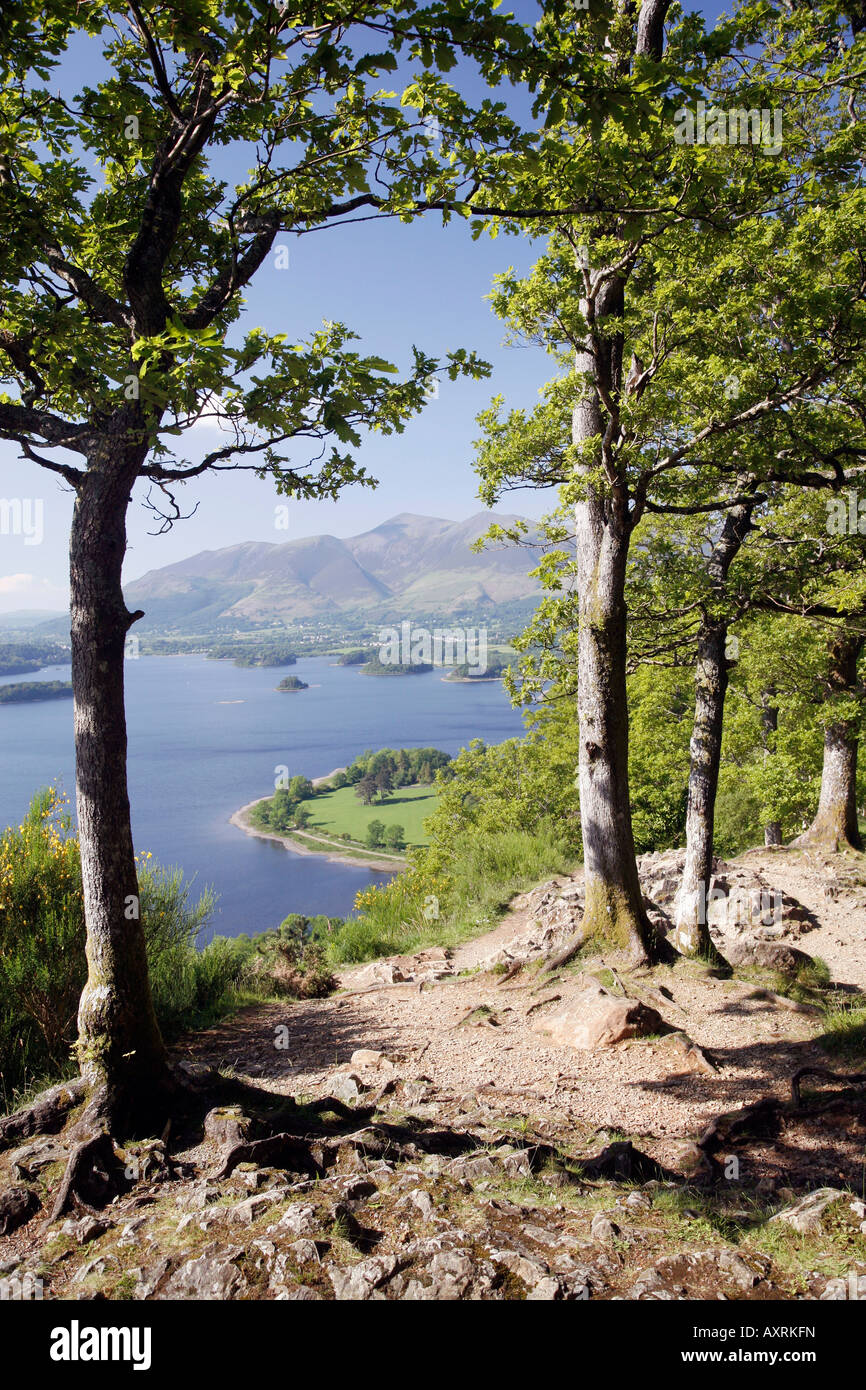 Derwentwater tree roots hi-res stock photography and images - Alamy